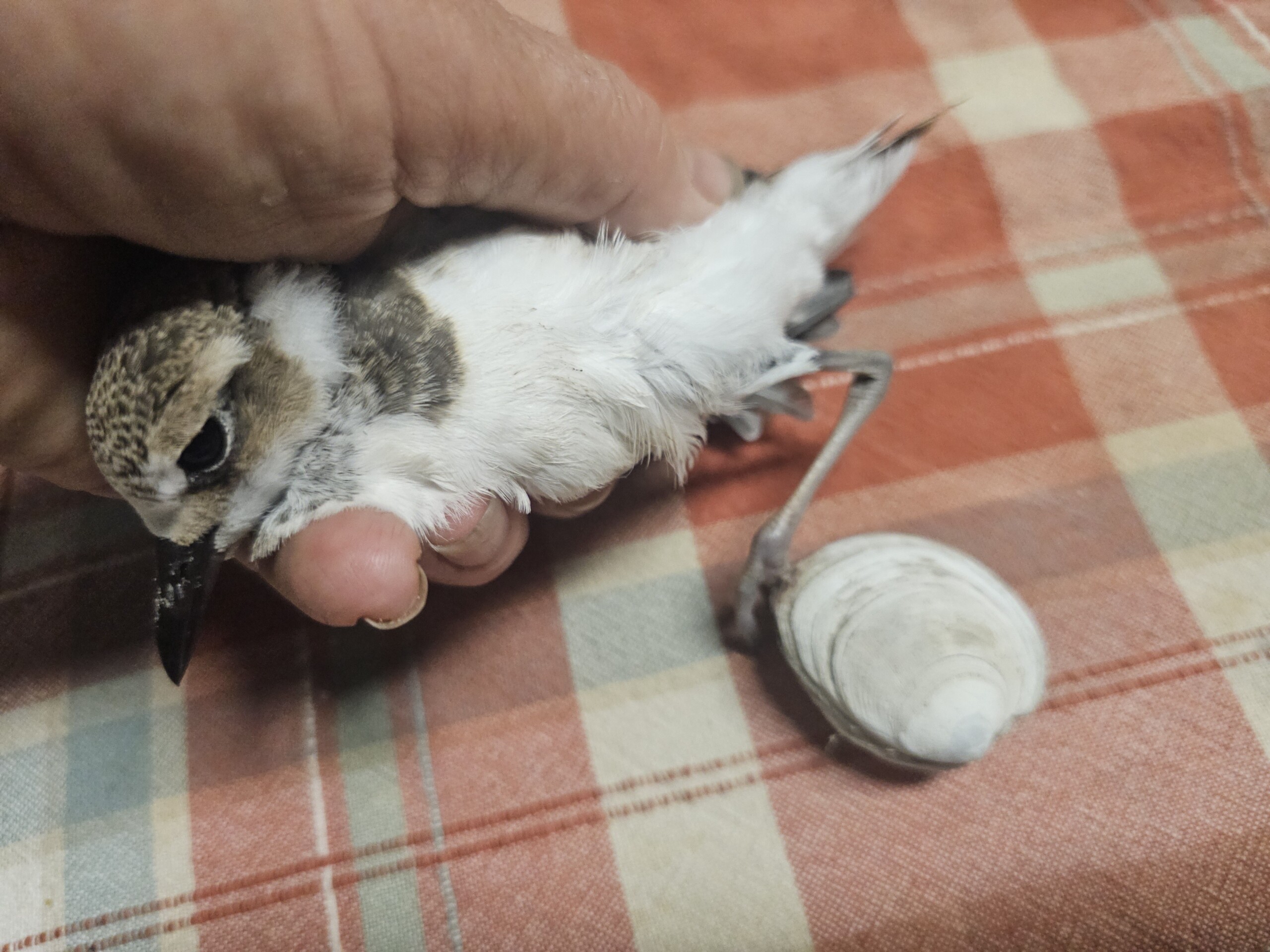 Skywatch Bird Rescue frees Plover chick from clam shell - WWAYTV3